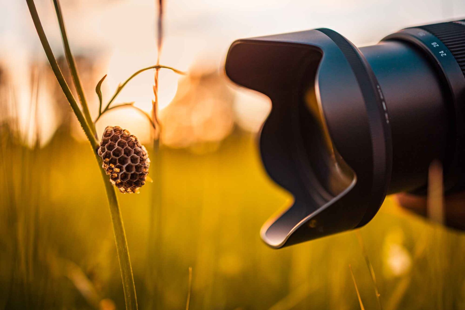 What is a Macro Lens? A Guide for Photographers & Filmmakers - FilmDaft