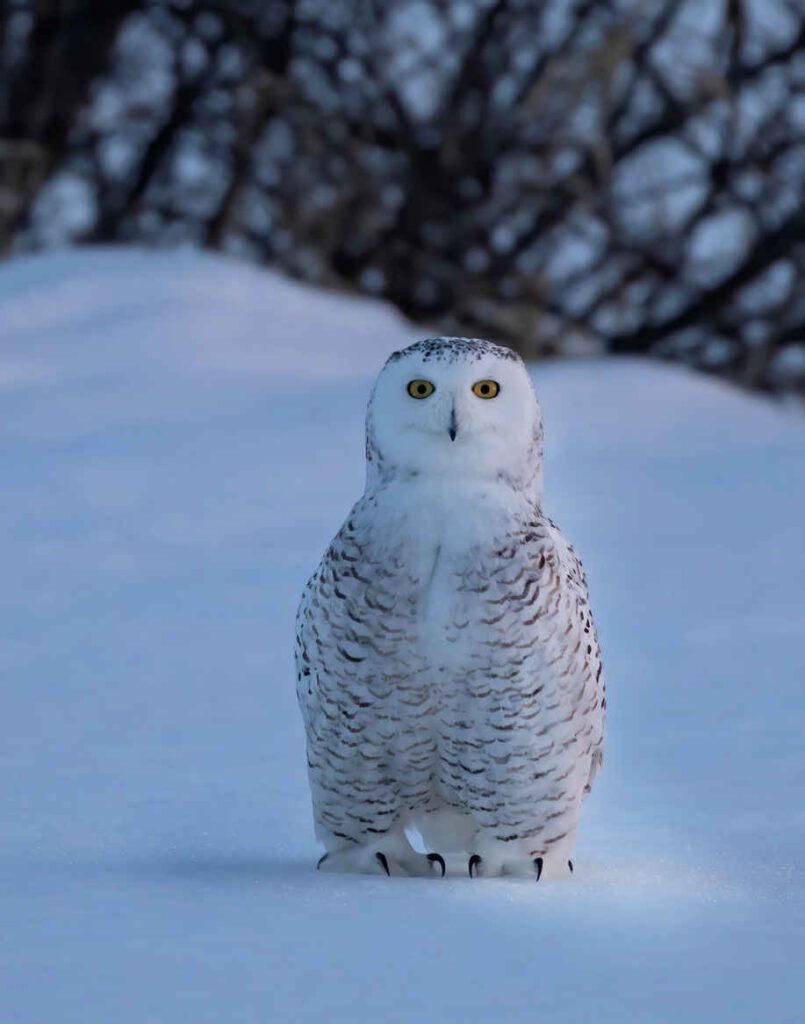 What is Natural Light Photography? Definition & How to Use It - FilmDaft