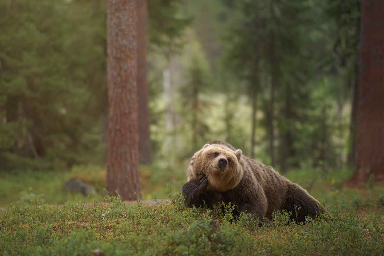 What is Wildlife Photography? Definition: Types, Techniques & Ethics ...