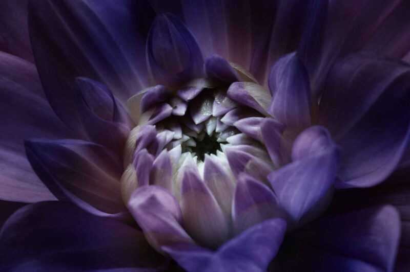 What Is Macro Photography? Definition, Gear & Techniques - FilmDaft