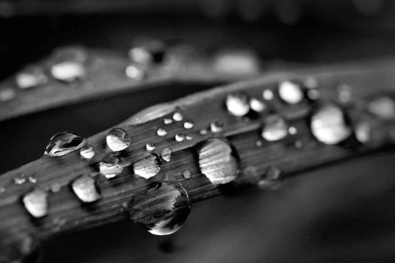 What Is Macro Photography? Definition, Gear & Techniques - FilmDaft