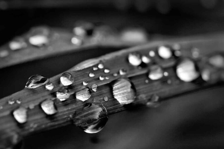 What Is Macro Photography? Definition, Gear & Techniques - FilmDaft