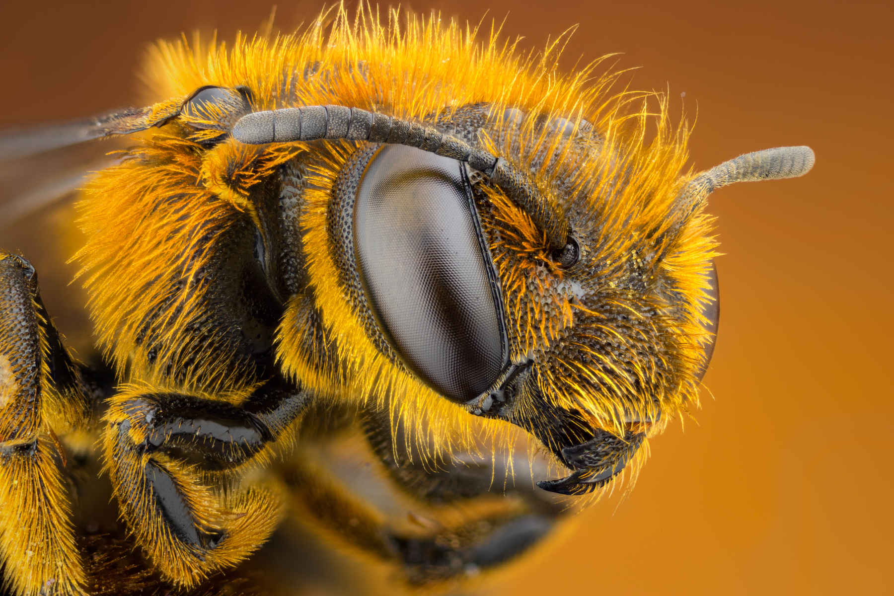 What Is Macro Photography? Definition, Gear & Techniques - FilmDaft