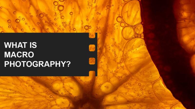 What Is Macro Photography? Definition, Gear & Techniques - FilmDaft